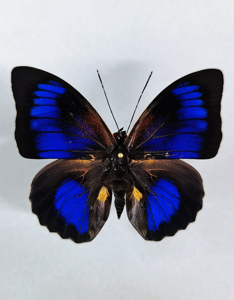 Hybrid - Prepona beatifica beata x Prepona dexamenes dexamenes #36 ...