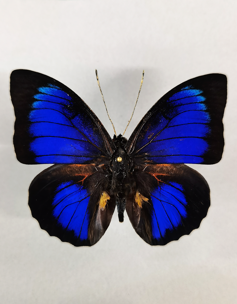 Hybrid - Prepona beatifica beata x Prepona dexamenes dexamenes #47 ...