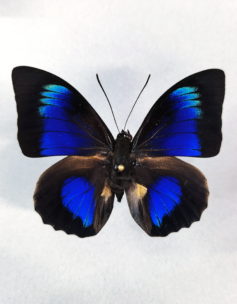 Hybrid - Prepona beatifica beata x Prepona dexamenes dexamenes #52 ...