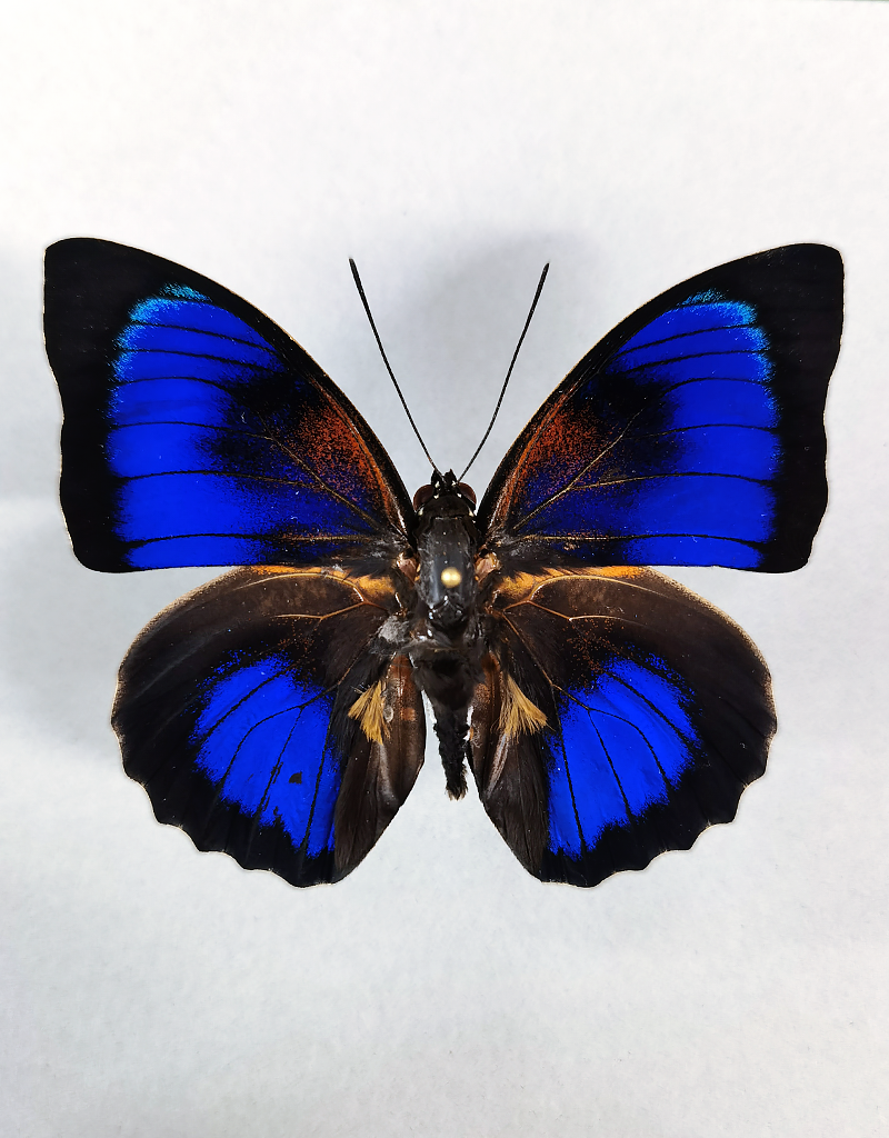 Hybrid - Prepona beatifica beata x Prepona dexamenes dexamenes #61 ...