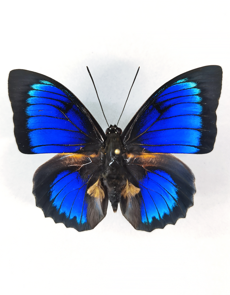 Hybrid - Prepona beatifica beata x Prepona dexamenes dexamenes #64 ...