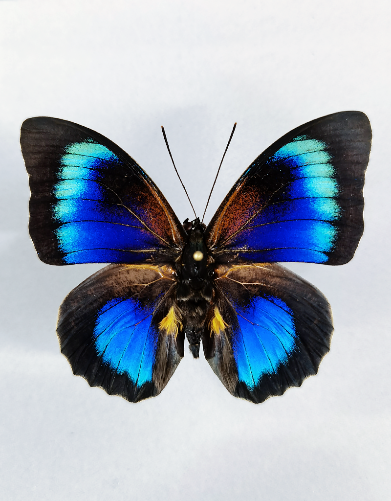 Hybrid - Prepona beatifica beata x Prepona dexamenes dexamenes #75 ...