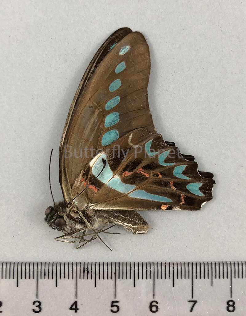 Graphium milon ssp M A1 Aru Island, Indonesia - Butterfly Art Inc.