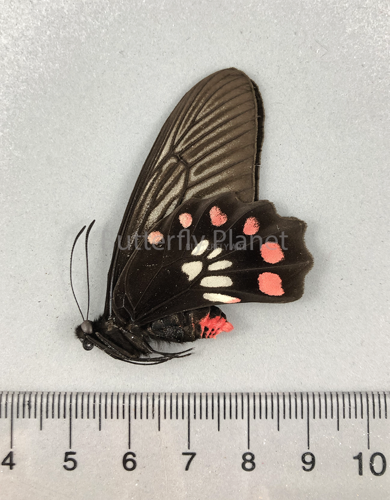 Pachliopta polydorus polydaemon M A1/A1- Bougainville, PNG - Butterfly ...
