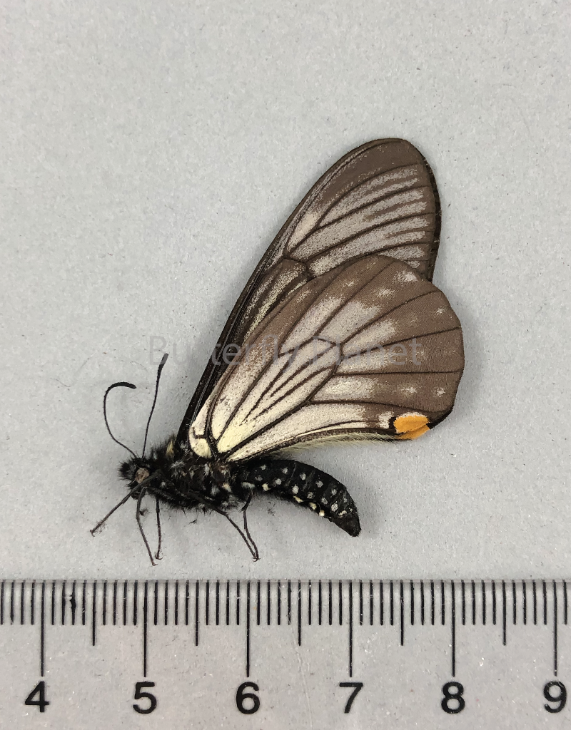 Chilasa epycides melanoleuca (?) M A1 Sichuan, China - Butterfly Art Inc.