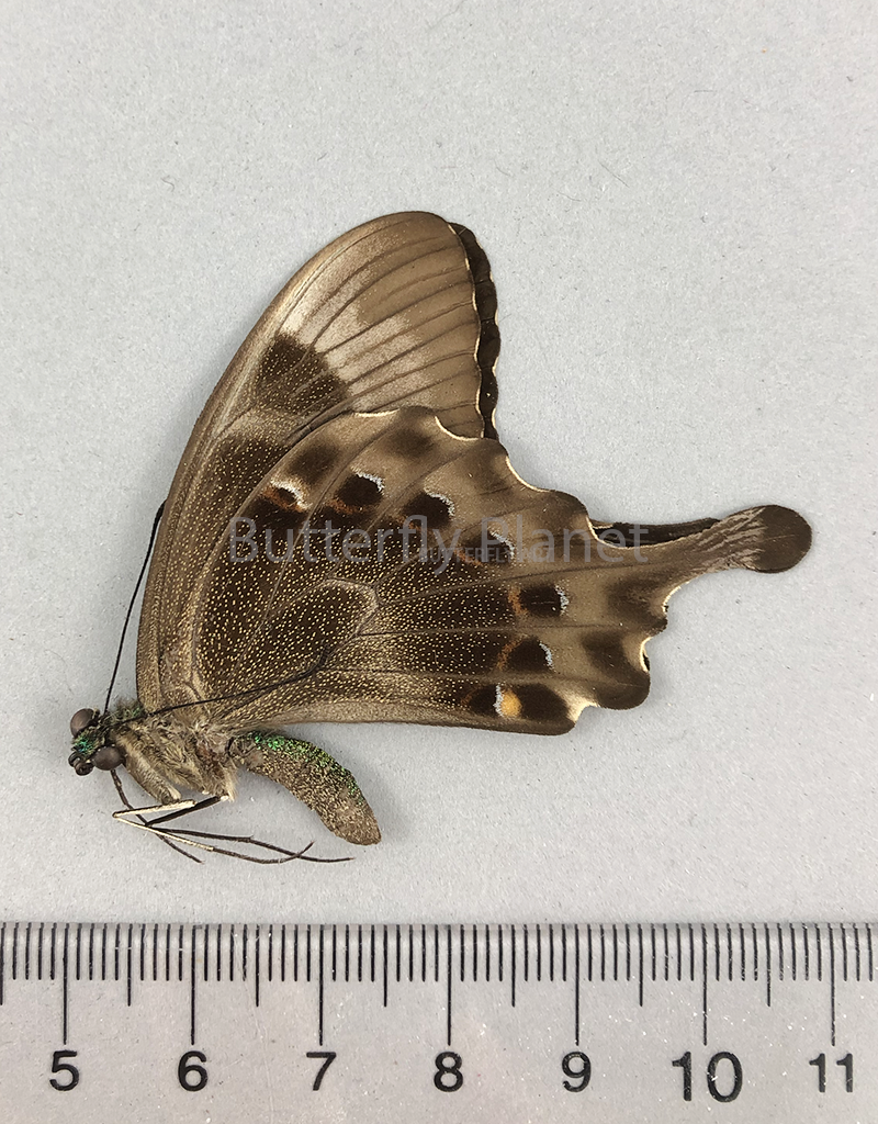 Graphium rhesus rhesulus M A1- Sulawesi, Indonesia - Butterfly Art Inc.