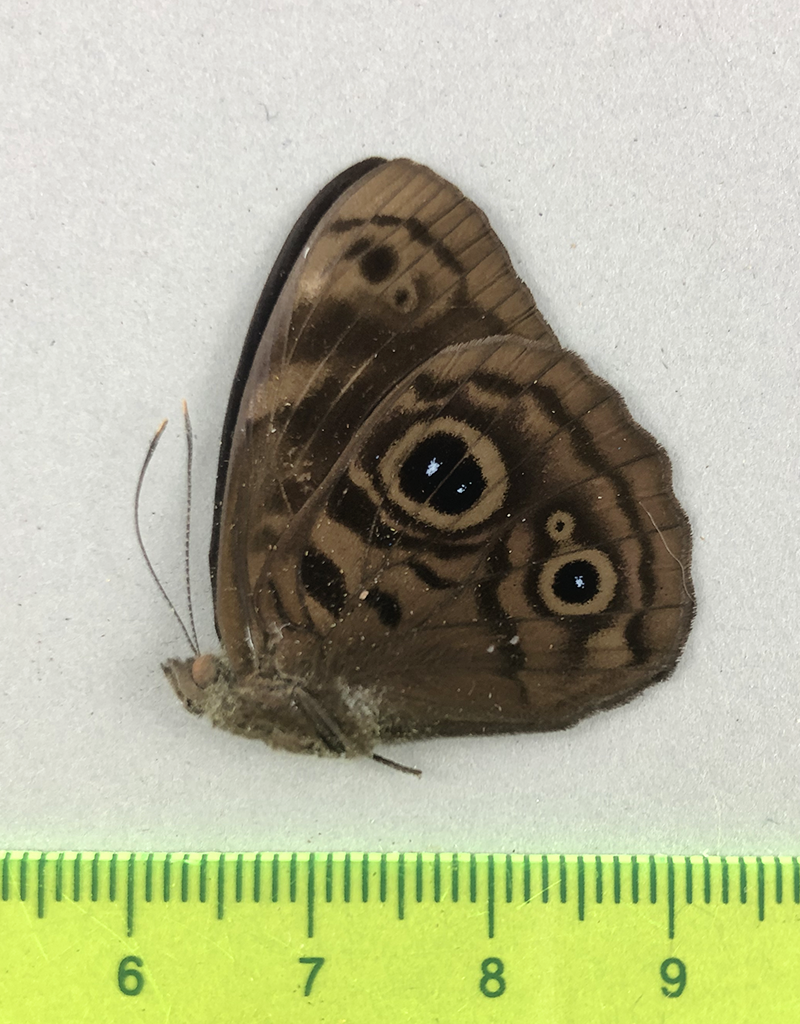 Eunica alcmena flora M A1/A1- UHV, Peru - Butterfly Art Inc.