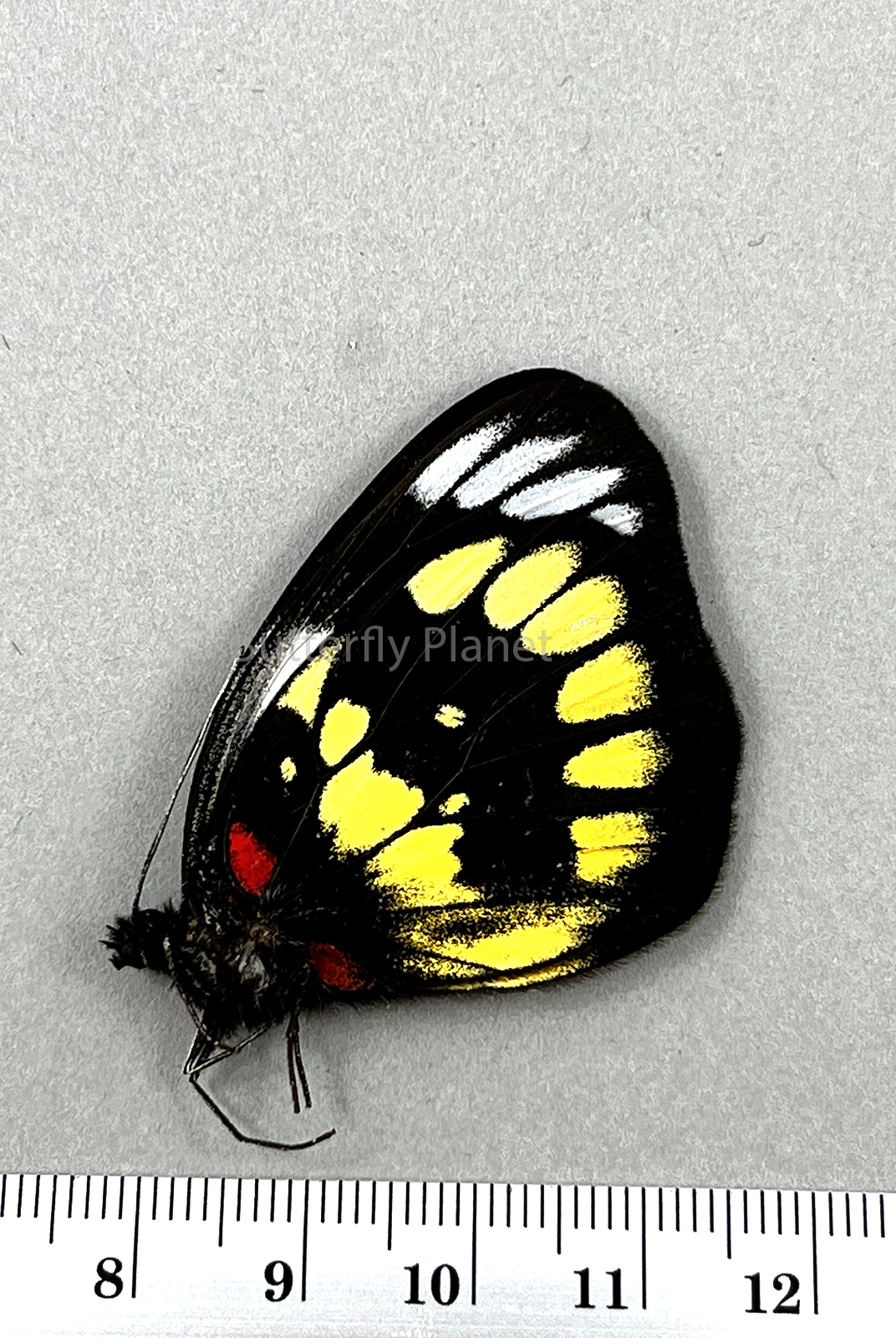 Delias woodi woodi F A1 Mindanao, Indonesia - Butterfly Art Inc.