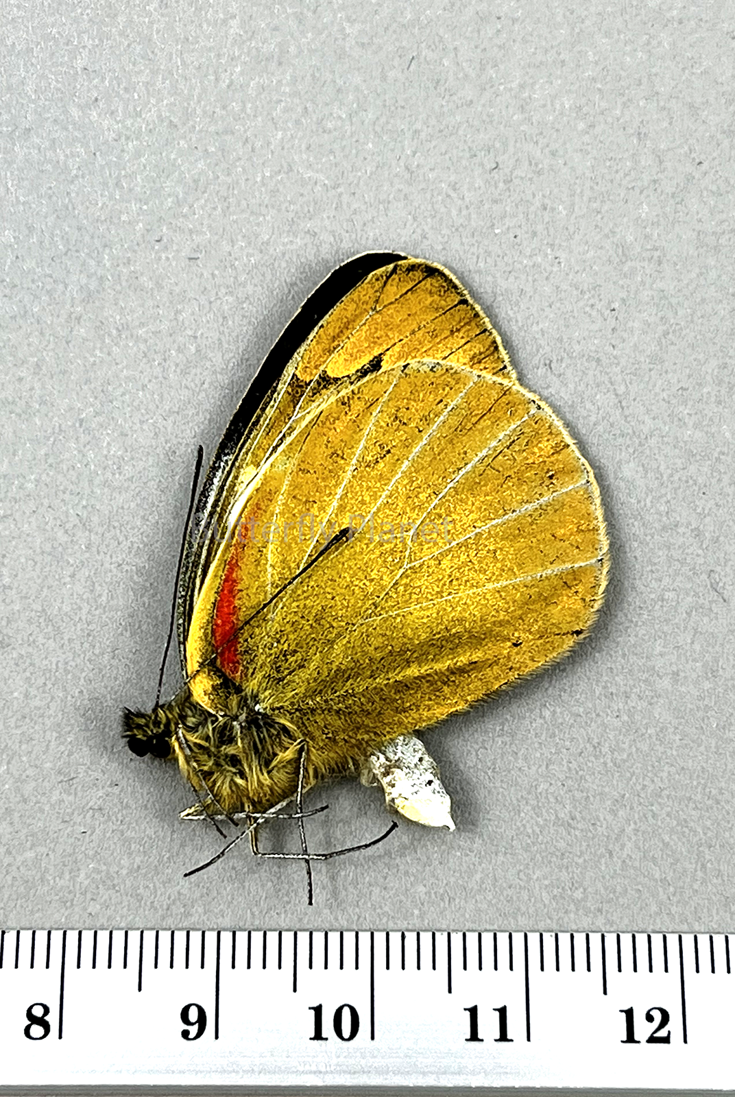 Delias levicki borromeoi M A1 Mindanao, Philippines - Butterfly Art Inc.
