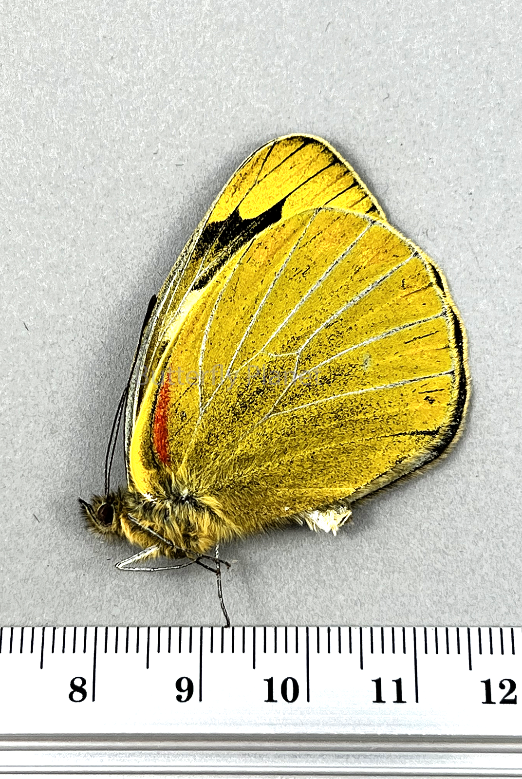 Delias levicki borromeoi F A1 Mindanao, Philippines - Butterfly Art Inc.