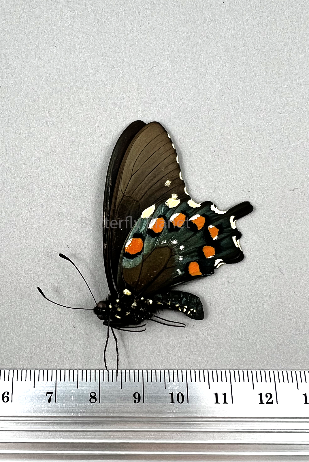 Battus philenor M A1 Texcoco, Mexico - Butterfly Art Inc.