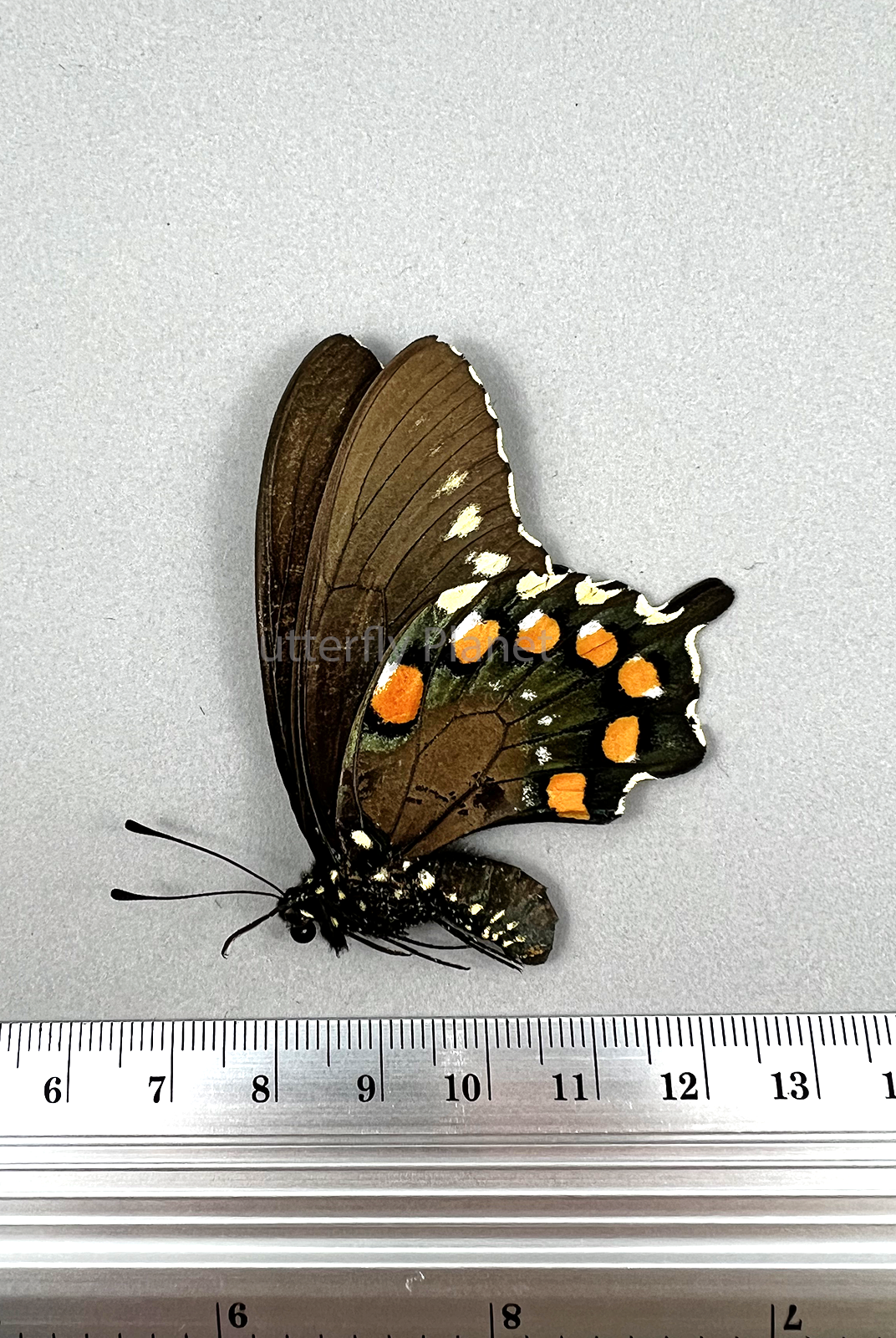 Battus philenor F A1 Texcoco, Mexico - Butterfly Art Inc.