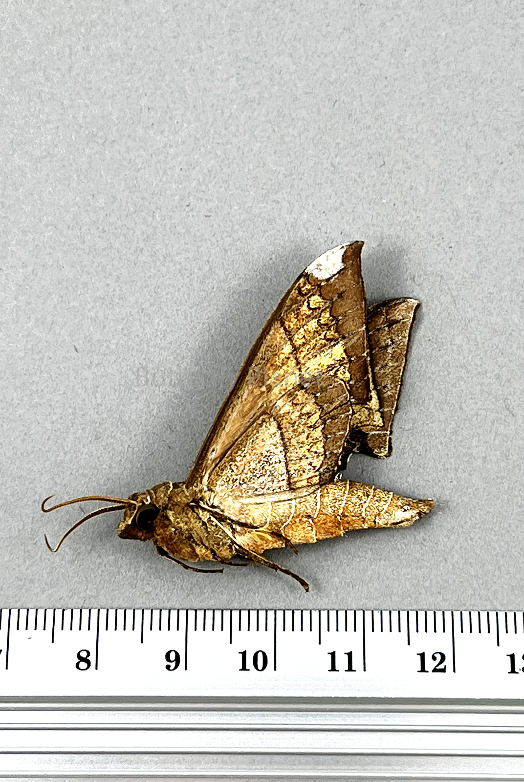 Polyptychus orthographus M A1- Obout, Cameroon - Butterfly Art Inc.