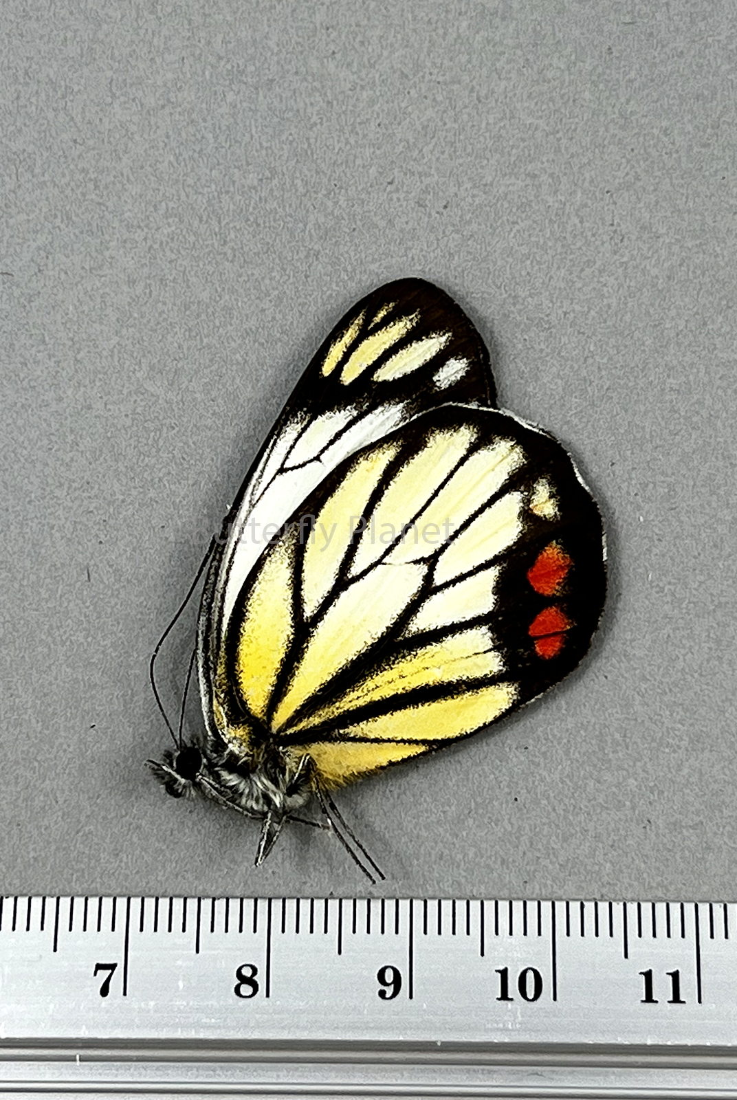Delias hyparete mindanaensis F A1 Mindanao Island, Philippines ...