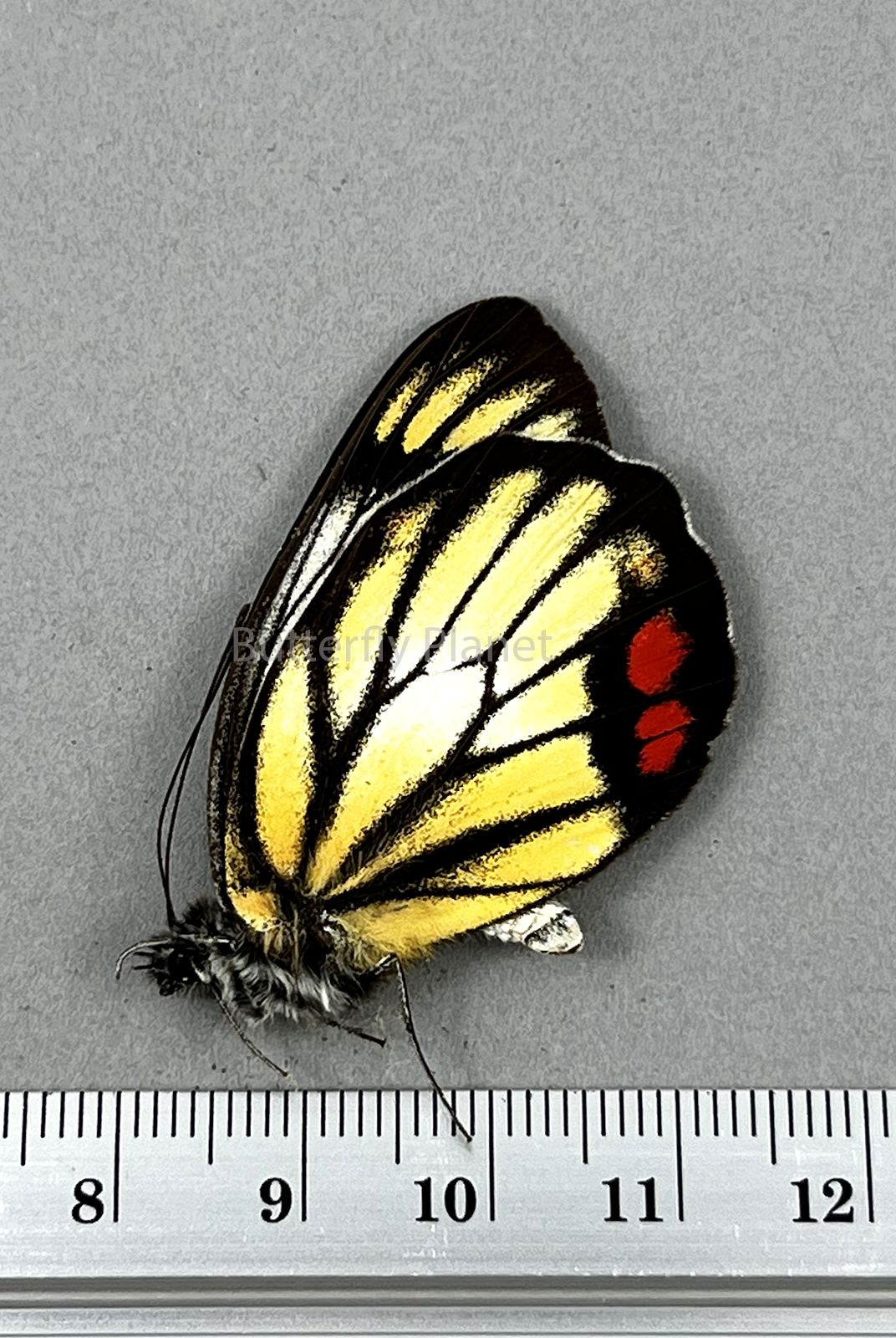 Delias hyparete mindanaensis M A1 Mindanao Island, Philippines ...