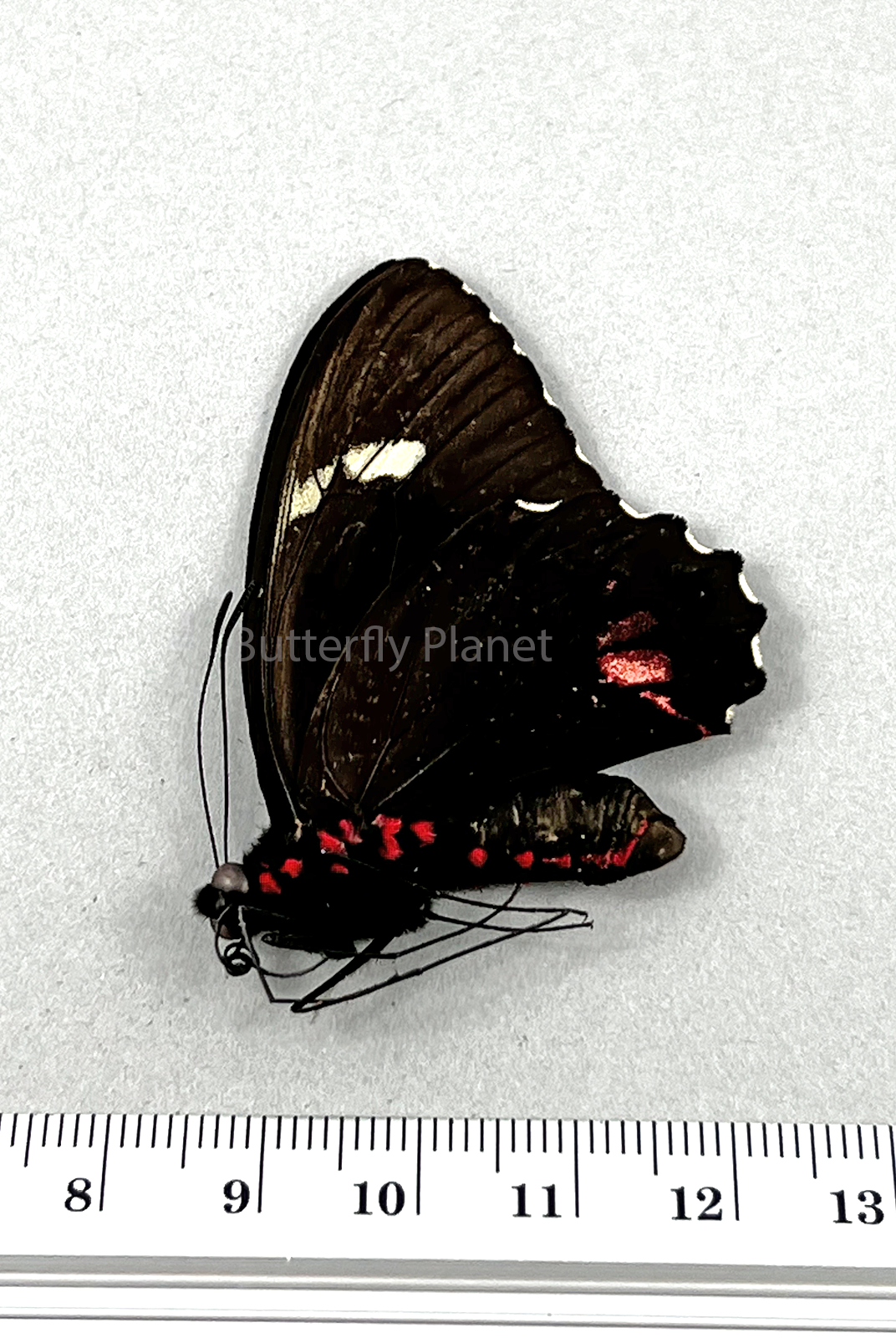Parides childrenae childrennae M A1 Limon, Costa Rica - Butterfly Art Inc.