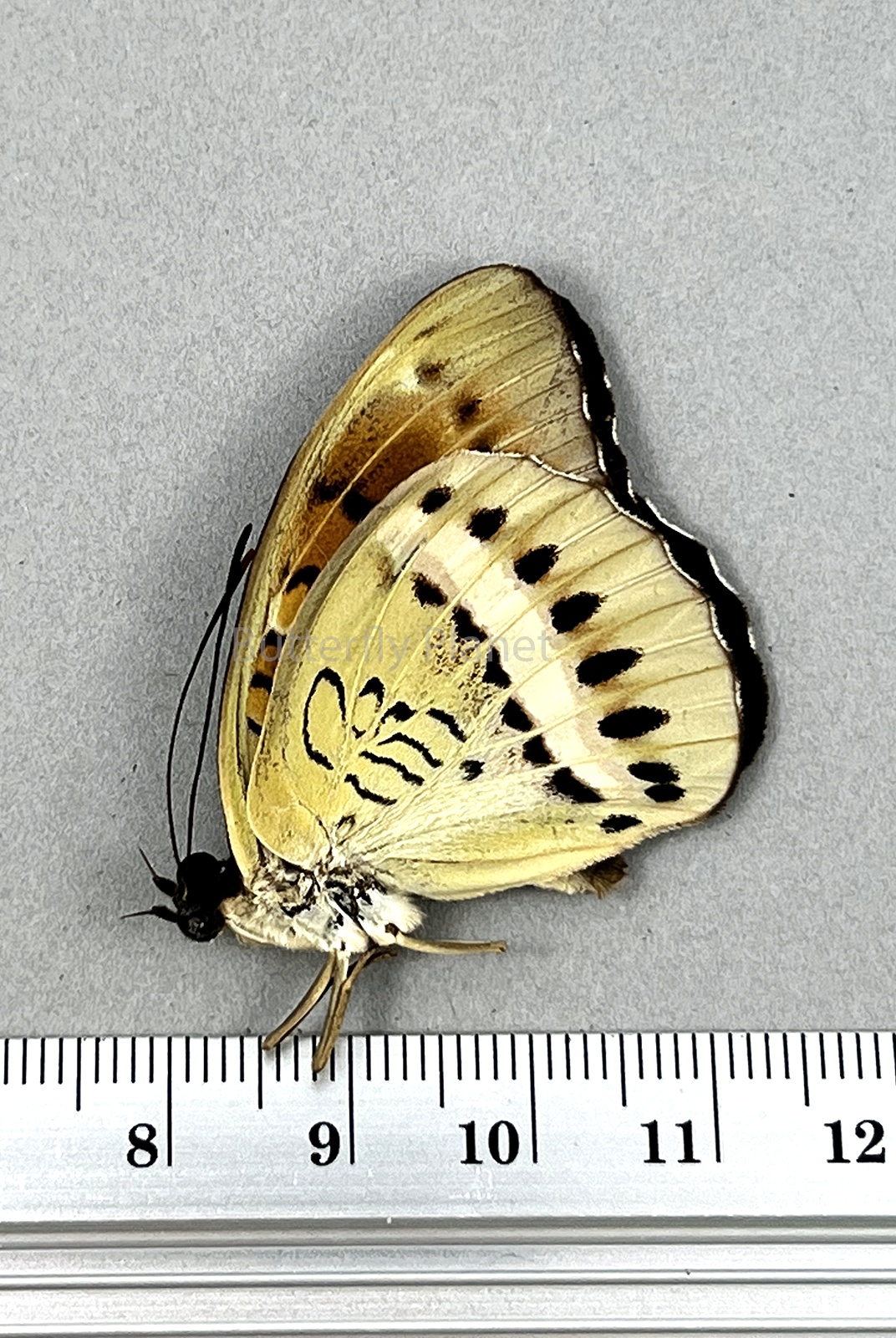 Tanaecia leucotaenia ssp? M A1 Bilar-Bohol Isl., Philippines ...