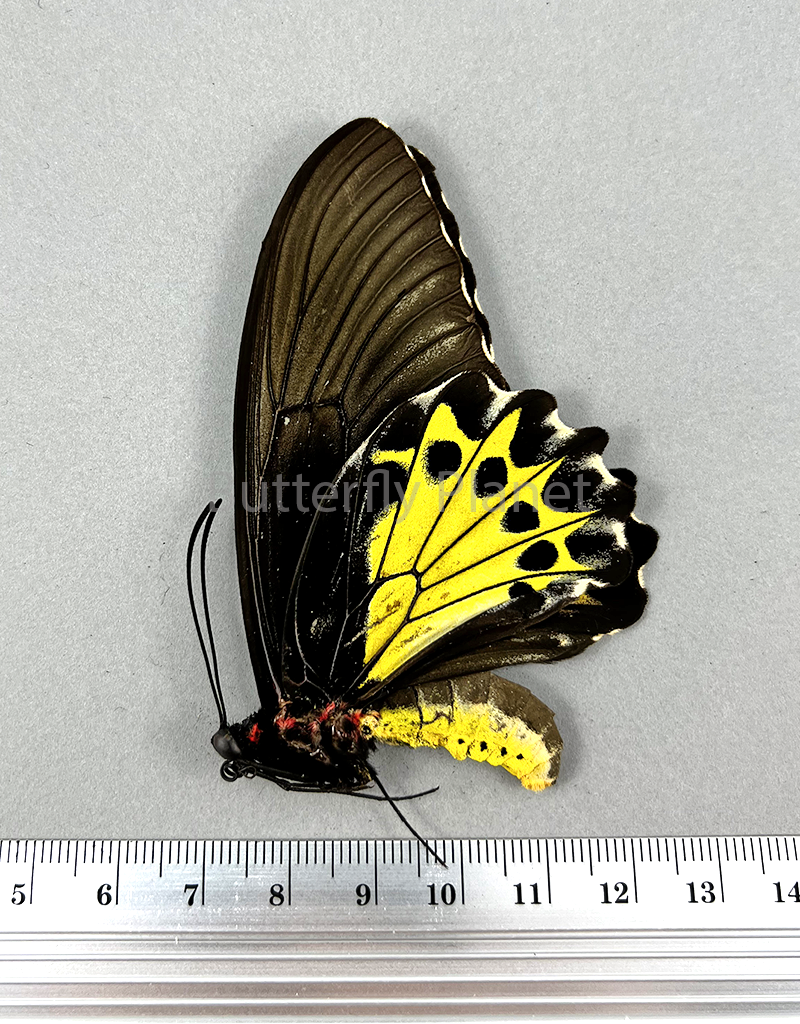 Troides helena hephaestus F A1- Sulawesi, Indonesia - Butterfly Art Inc.