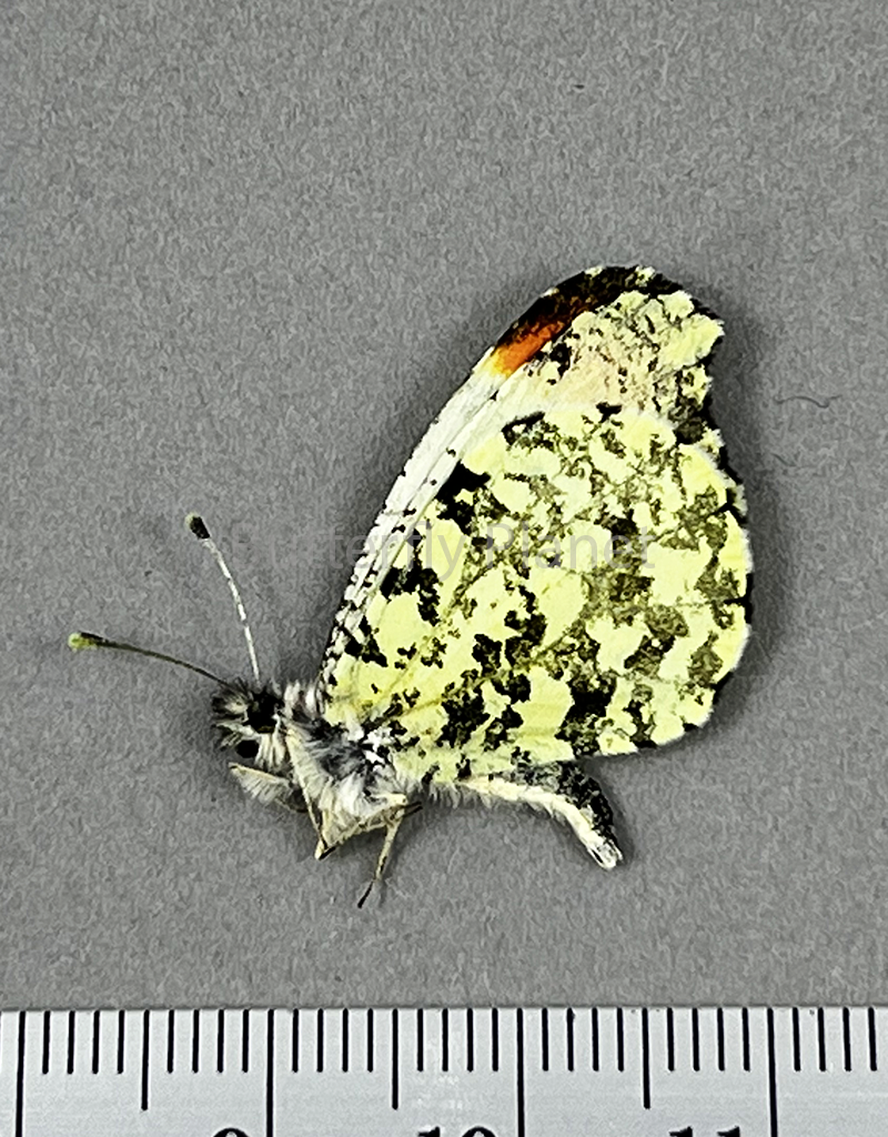 Anthocharis limonea M A1 Sierra de Guadalupe, Mexico - Butterfly Art Inc.
