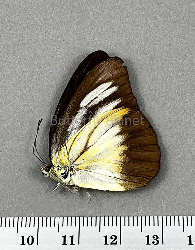 Appias lyncida taprobana F A1- Sri Lanka - Butterfly Art Inc.