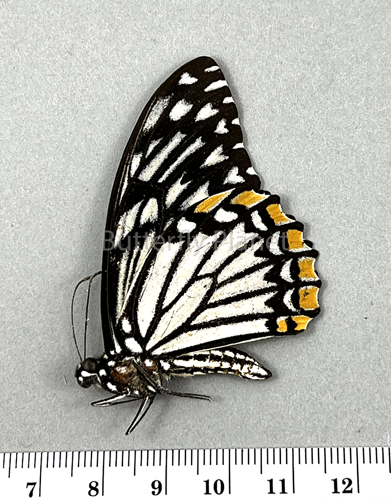 Chilasa clytia lankeswara white form M A1/A1- Sri Lanka - Butterfly Art ...