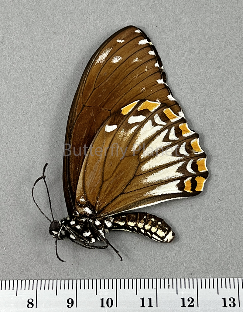 Chilasa clytia lankeswara brown form M A1- Sri Lanka - Butterfly Art Inc.