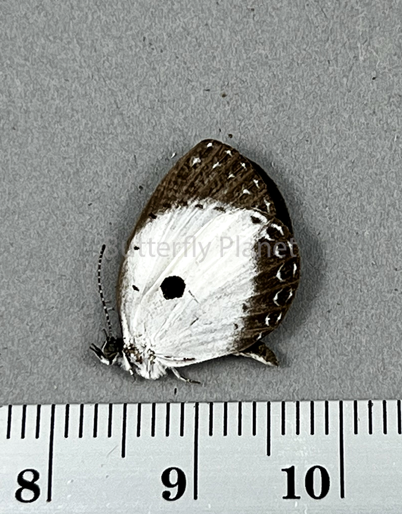 Pithecops dionisius M A1- Bulolo, Morobe, PNG - Butterfly Art Inc.