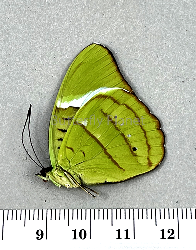 Nessaea hewitsoni F A1 Upper Huallaga Valley, Peru captively bred ...