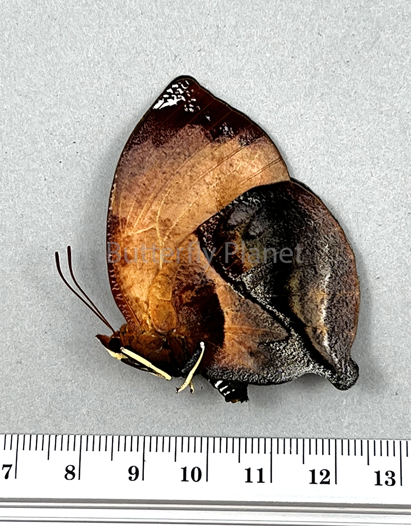 Siderone galanthis thebais F A1 UHV, Peru - Butterfly Art Inc.