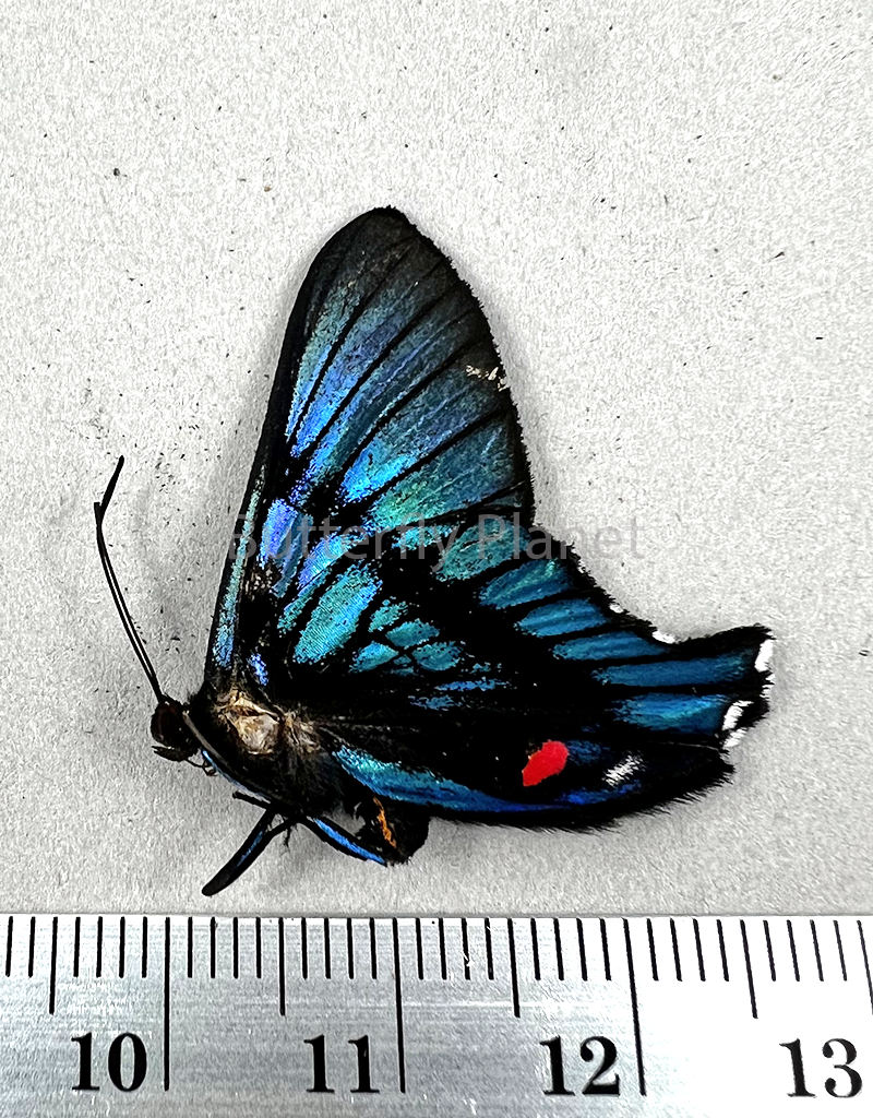Ancyluris inca miranda M A1/A1- UHV, Peru - Butterfly Art Inc.