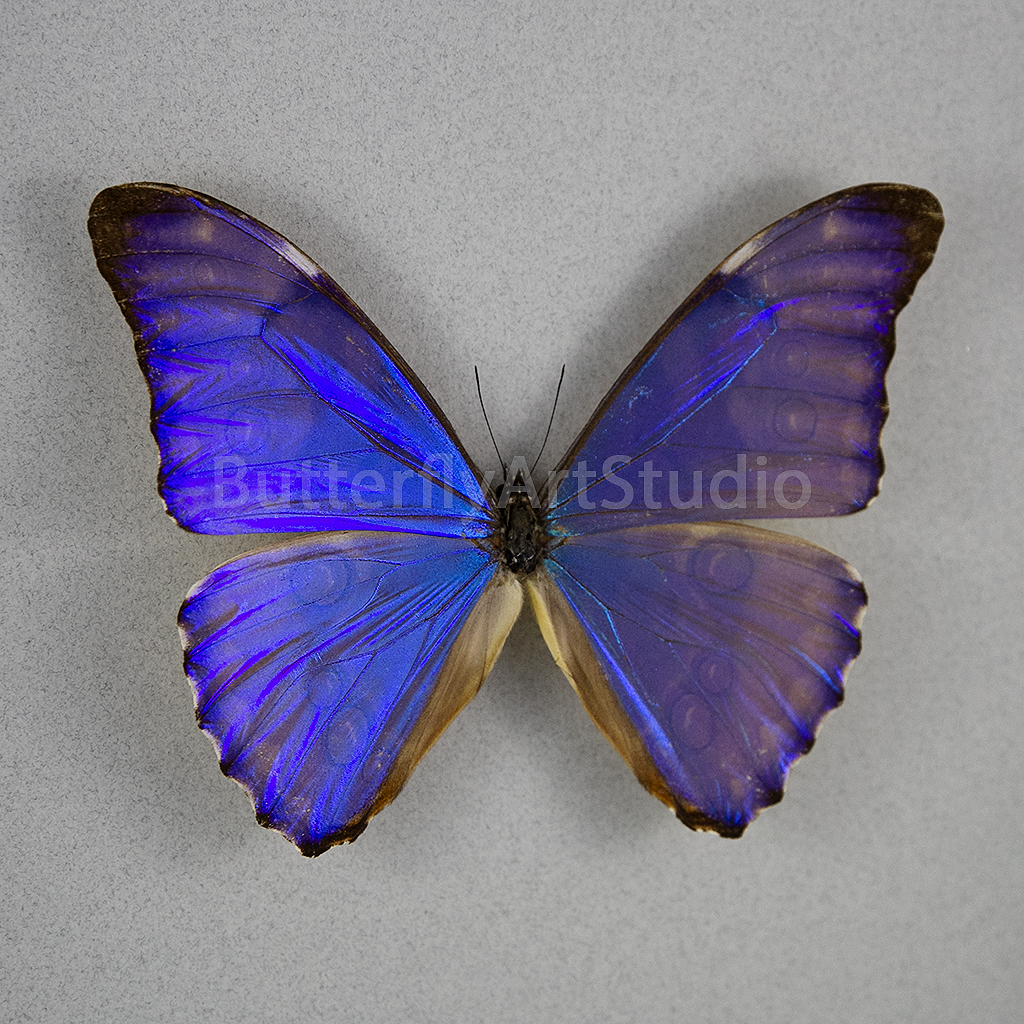 Morpho aurora lamasi M A1/A1- Dept. San Martin, Peru - Butterfly Art Inc.