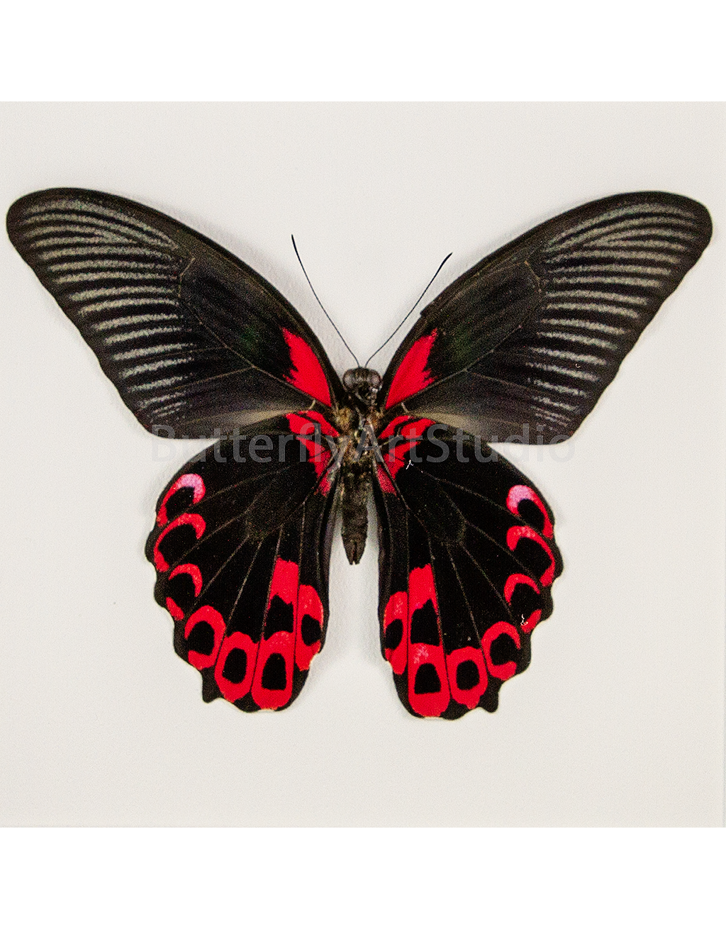 Papilio rumanzovia M A1/A1- Mindoro, Philippines - Butterfly Art Inc.
