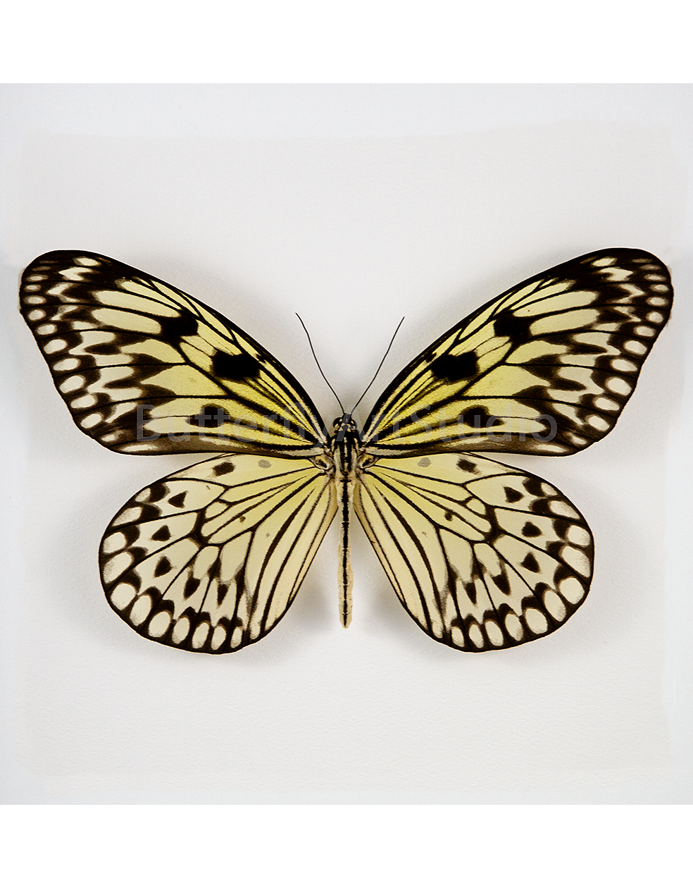 Idea leuconoe obscura M A1 Marinduque, Philippines - Butterfly Art Inc.