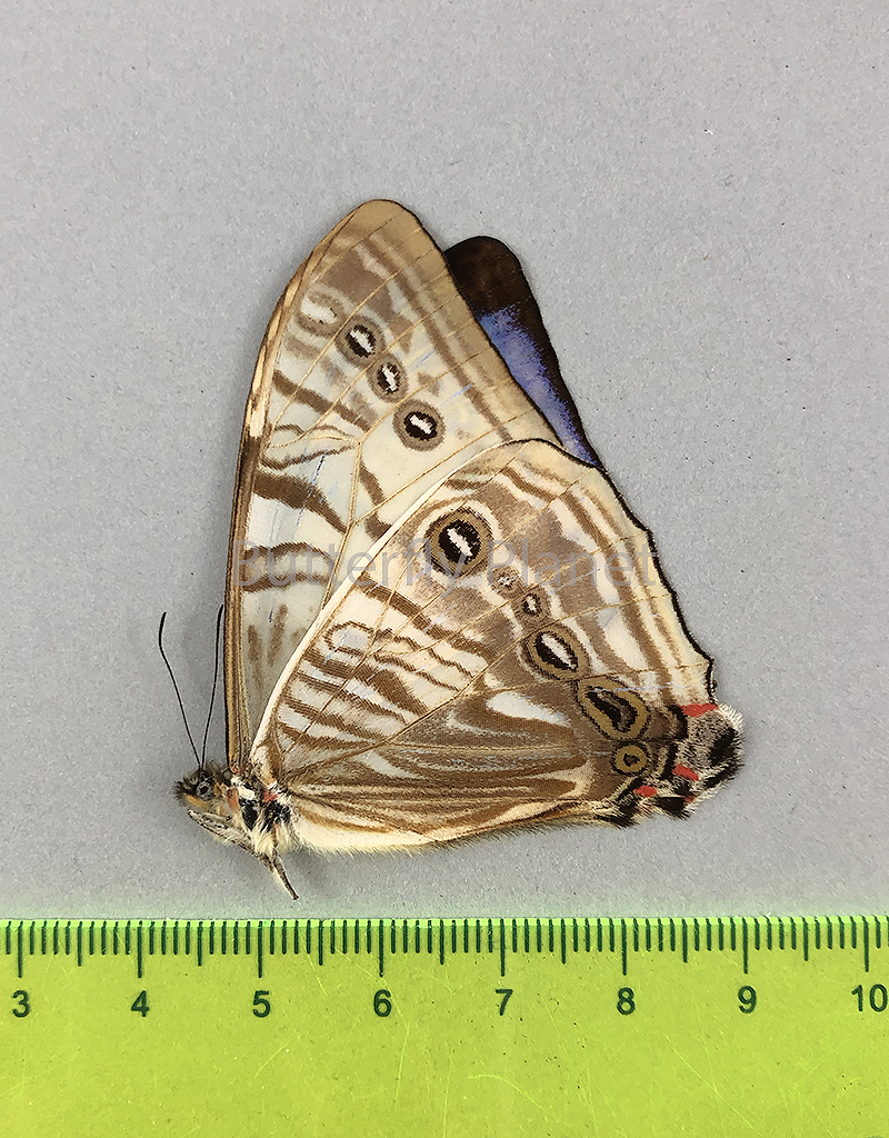 Morpho Sulkowskyi Morpho Sulkowskyi Foto's | Freepik