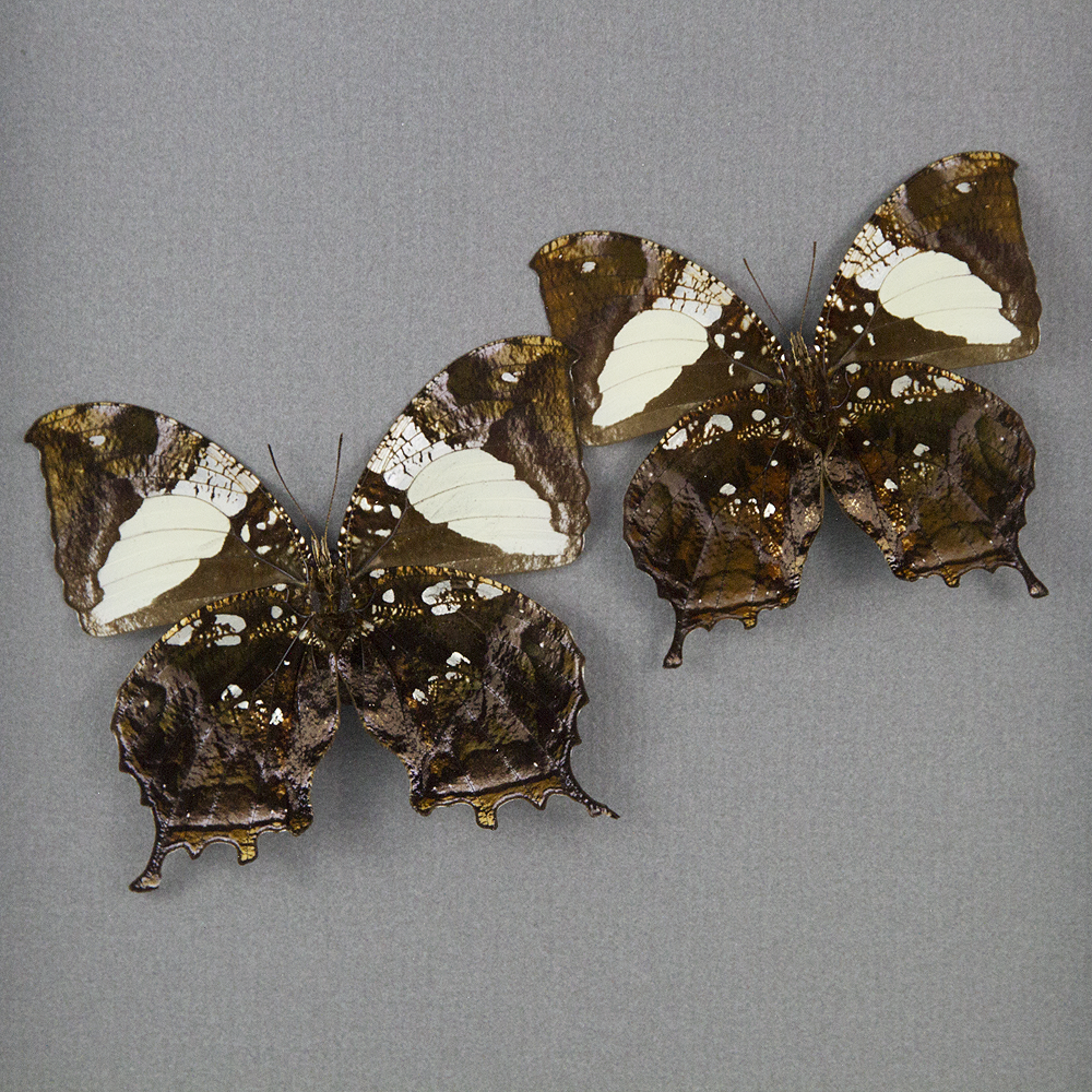 Hypna Anaea (Anaea) clytemnestra clytemnestra M A1 Peru - Butterfly Art ...