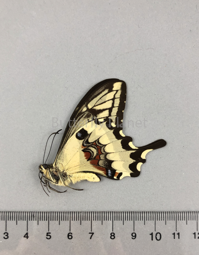 Heraclides (Papilio) paeon M A1 Upper Huallaga Valley, Peru - Butterfly ...