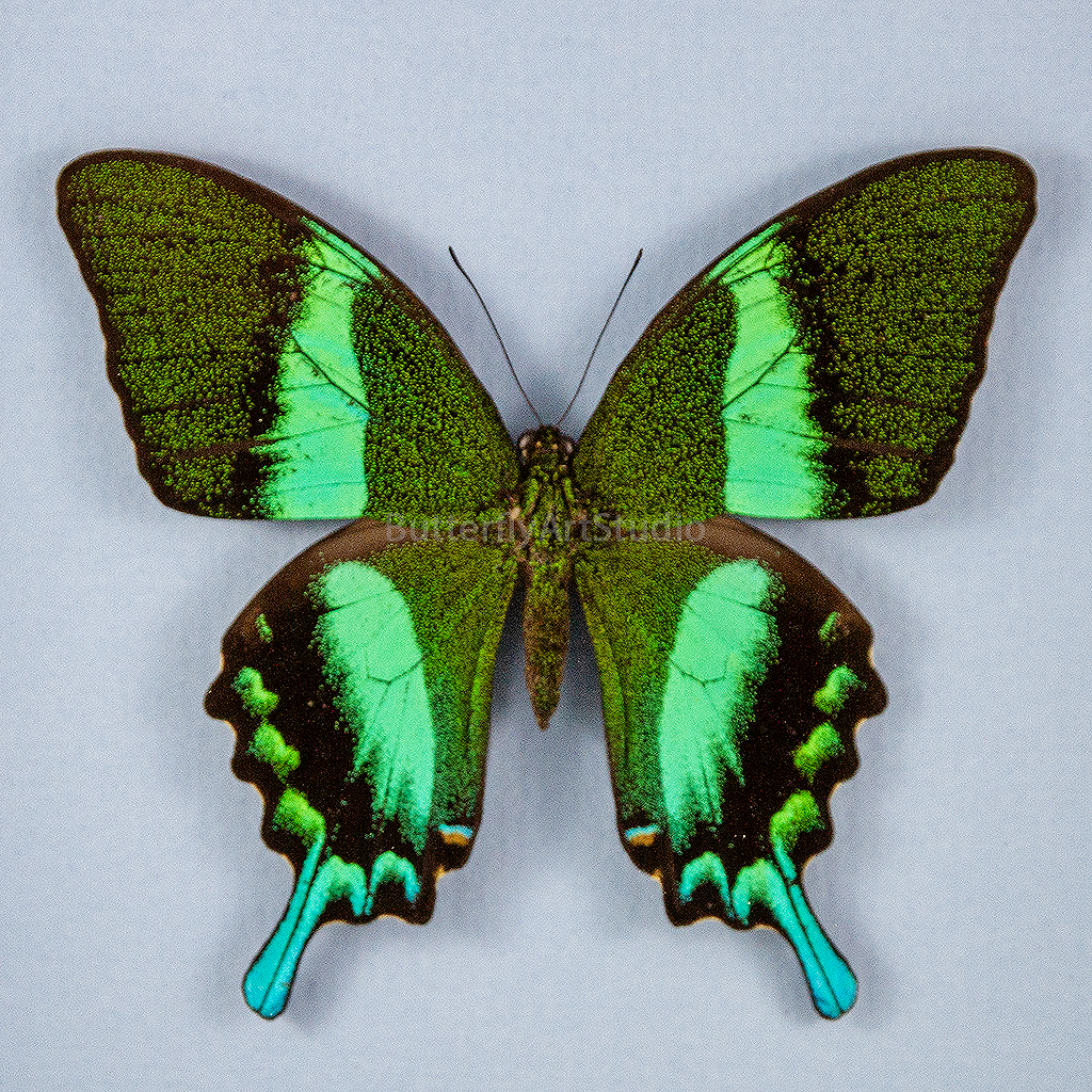 Papilio blumei blumei M A1 Sulawesi Island, Indonesia - Butterfly Art Inc.