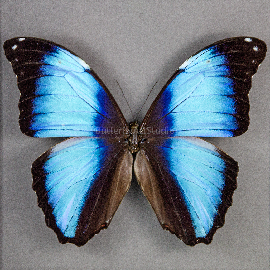 Morpho deidamia neoptolemous M A1- UHV, Peru - Butterfly Art Inc.