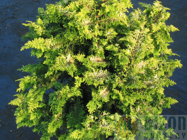 Hinoki False Cypress - Fernspray Gold 150cm - Klomps Home and Garden Hinoki False Cypress - Fernspray Gold 150cm - Klomps Home and Garden