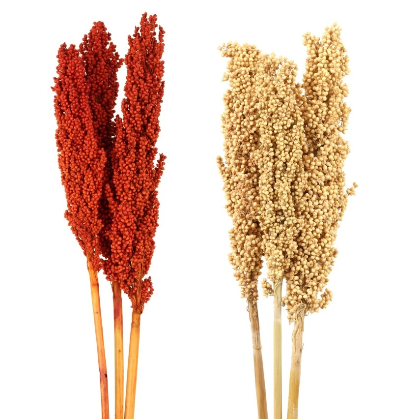 Milo Berries Terracotta/Natural CP - Klomps Home and Garden