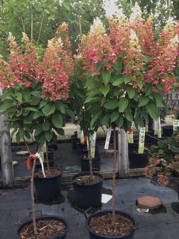 Hydrangea Paniculata Pinky Winky