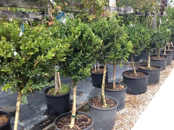 Boxwood Green Velvet Tree form 3G - Klomps Home and Garden