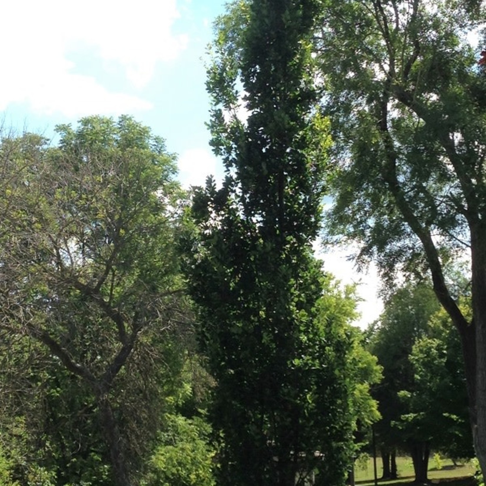 English Oak Pyramidal 150 cm - Klomps Home and Garden