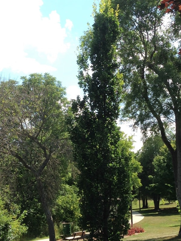 English Oak Pyramidal 150 cm - Klomps Home and Garden