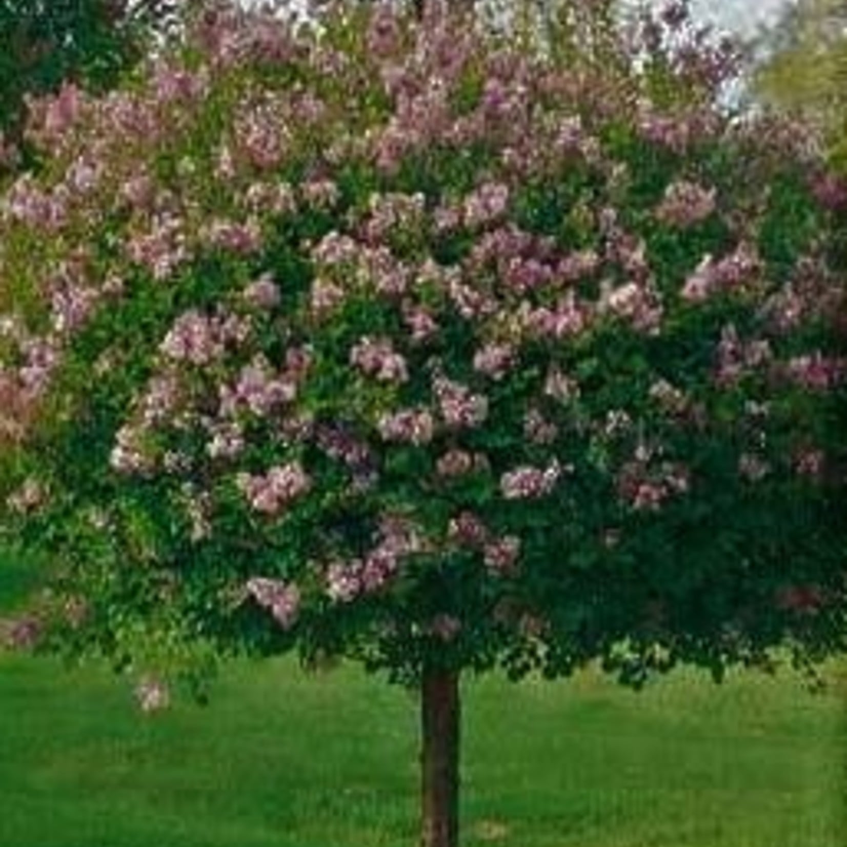 Dwarf Korean Lilac Tree