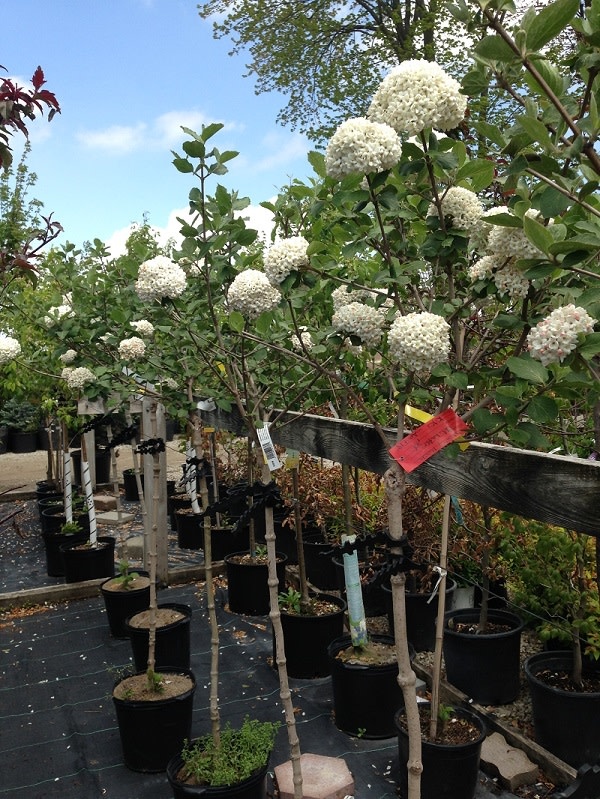 Fragrant Snowball Tree 5G - Klomps Home and Garden