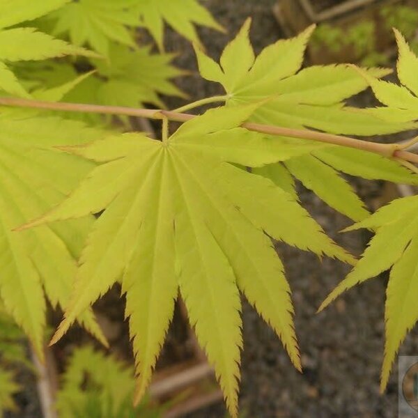 Maples - Klomps Home and Garden