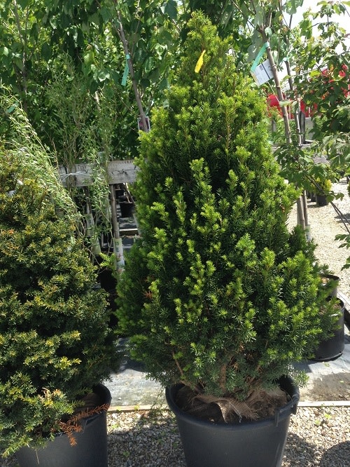 Japanese Yew Pyramidal Clipped 90cm BB - Klomps Home and Garden