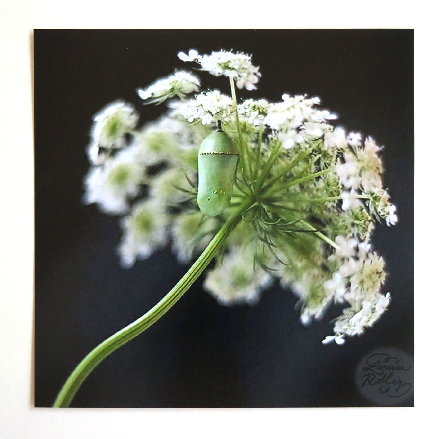 4x4 Tropical Flower Photo #4 by Larissa Rolley - Columbia College Chicago