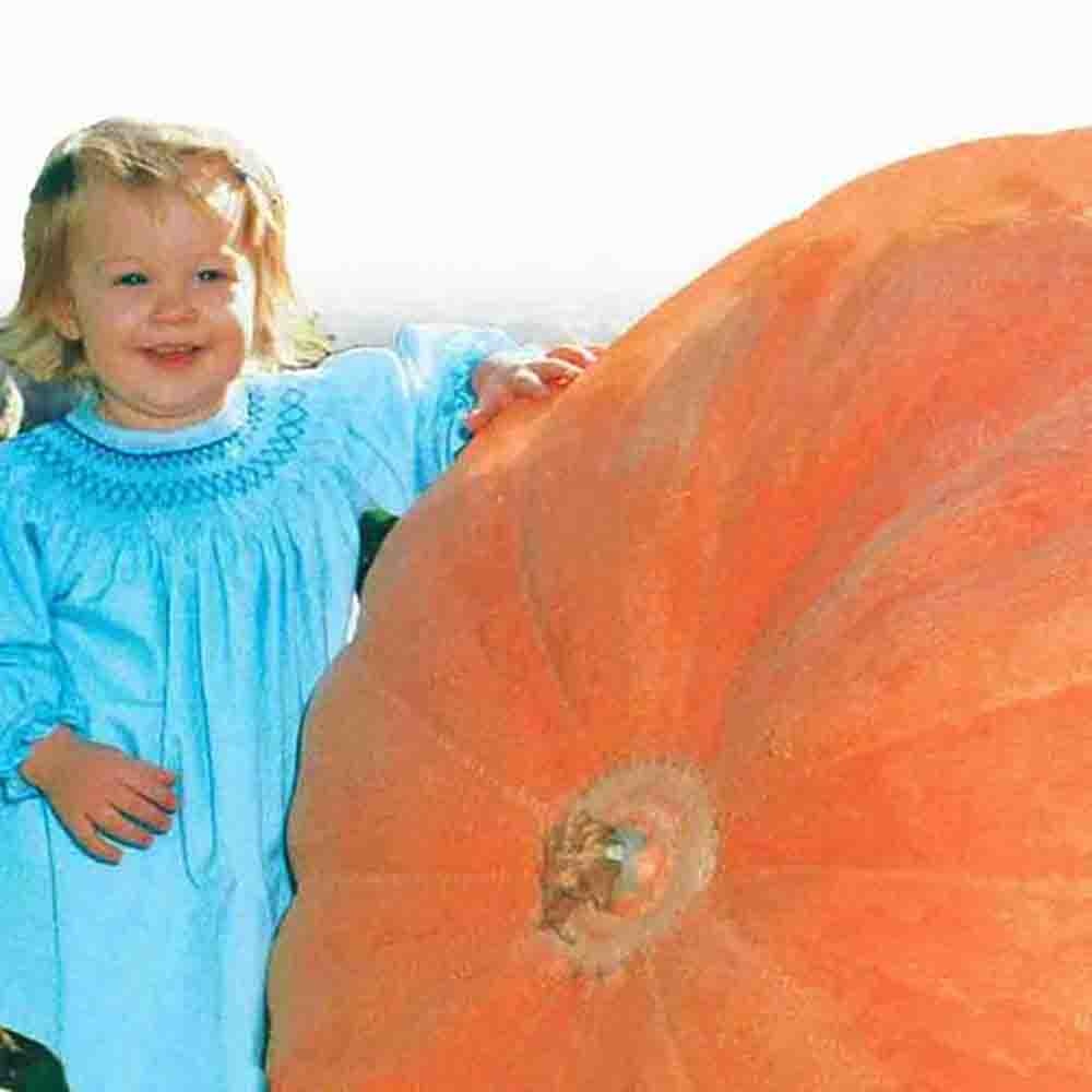 Mckenzie Pumpkin Dill's Atlantic Giant Seed Packet - Livingstone Outdoor